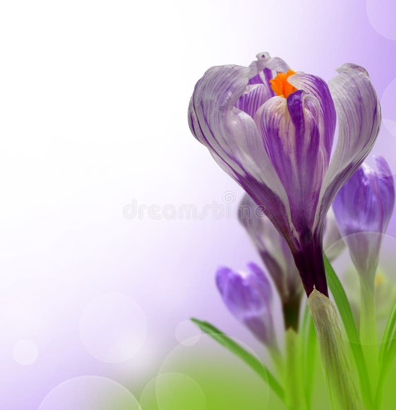 Crocus stock image. Image of closeup, botanical, natural - 29786313