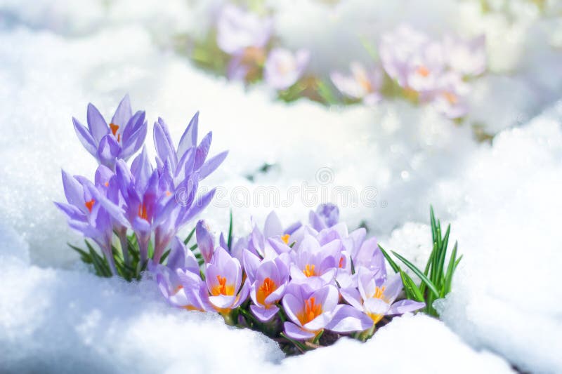 Beautiful Spring Flowers Crocuses Spring Break Out from Under the Snow ...