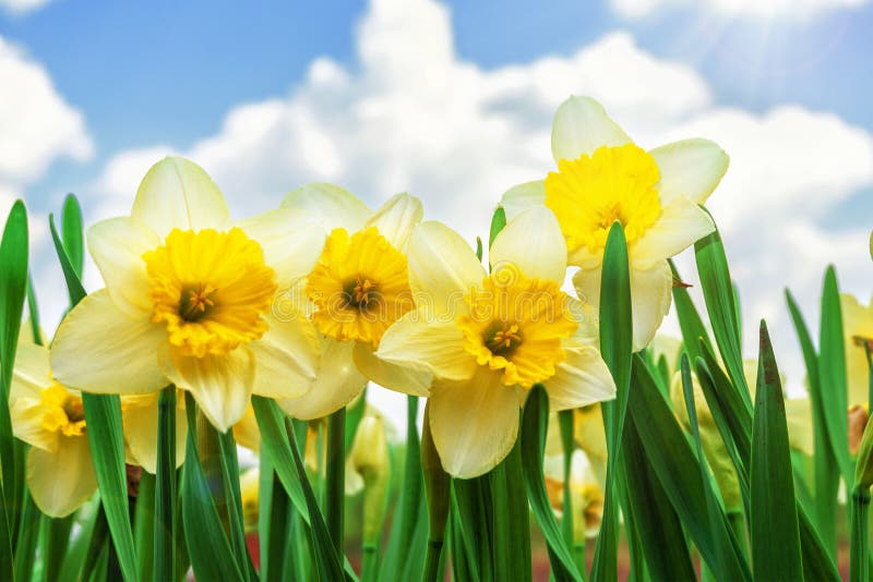 Beautiful Spring Flowers Daffodils on a Background of Blue Sky with ...