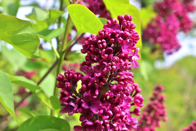 Beautiful Spring Flowers in Different Colors Placed in a Flower Bed ...