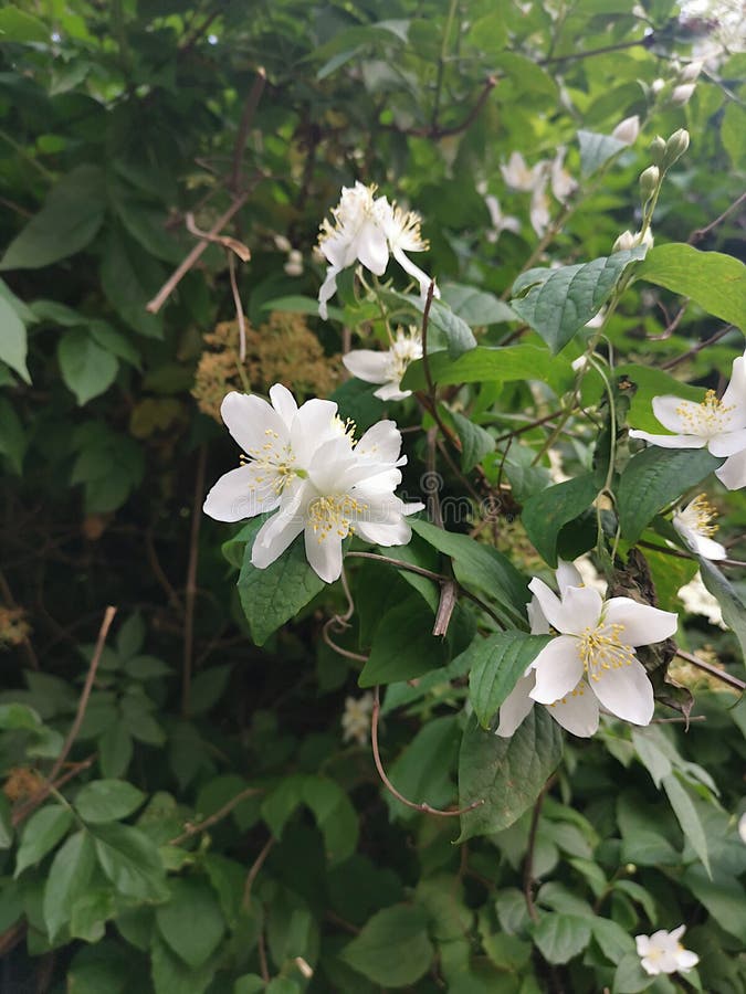 Beautiful Spring Flowers Enchanting Germany Stock Photos - Free ...