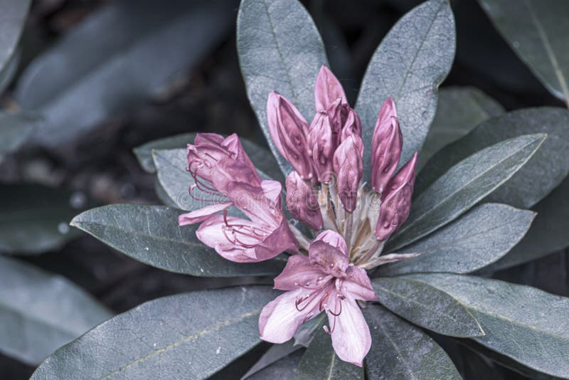 Beautiful Spring Flowers in an English Park Stock Image - Image of ...