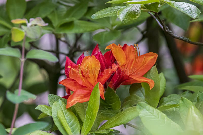 Beautiful Spring Flowers in an English Park Stock Photo - Image of ...