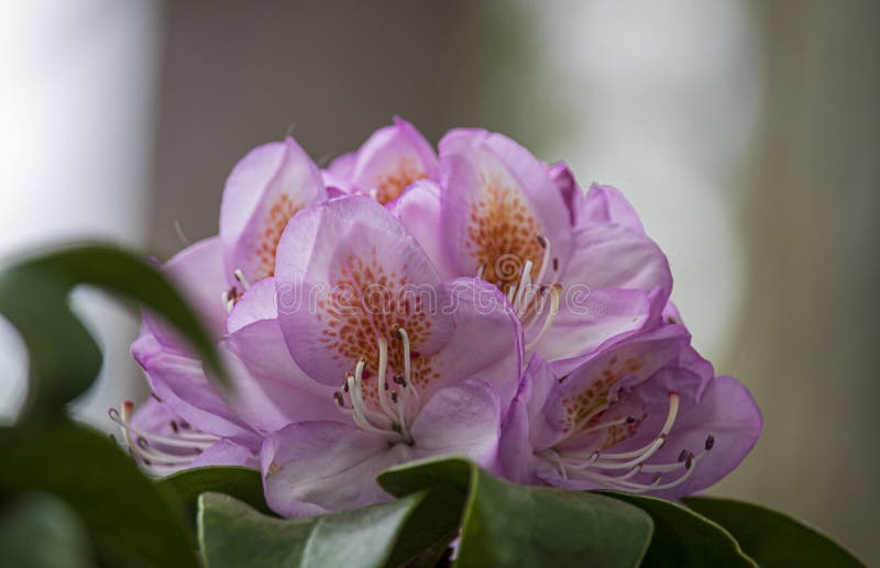 Beautiful Spring Flowers in an English Park Stock Photo - Image of ...