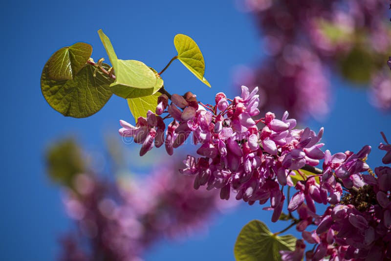 Beautiful Spring Flowers in an English Park Stock Image - Image of ...