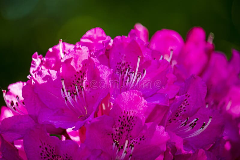 Beautiful Spring Flowers in an English Park Stock Photo - Image of ...