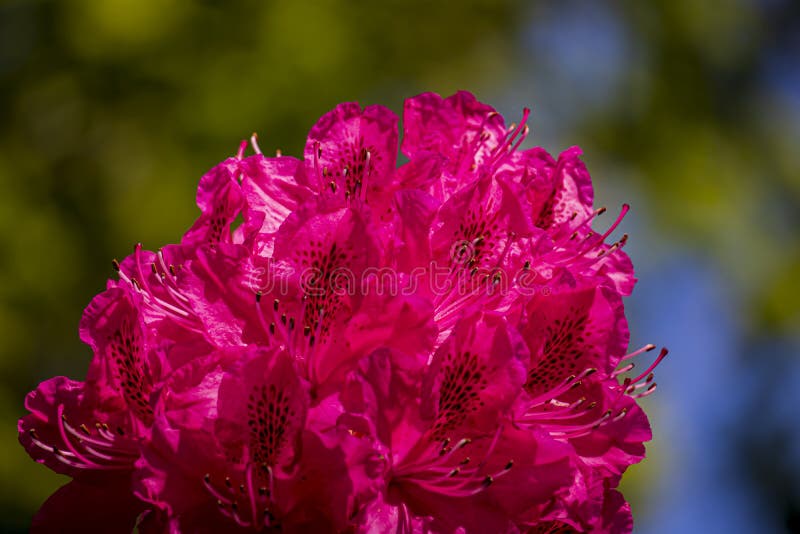 Beautiful Spring Flowers in an English Park Stock Photo - Image of ...