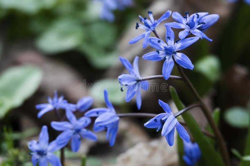 Beautiful spring flowers stock photo. Image of nature - 273778432