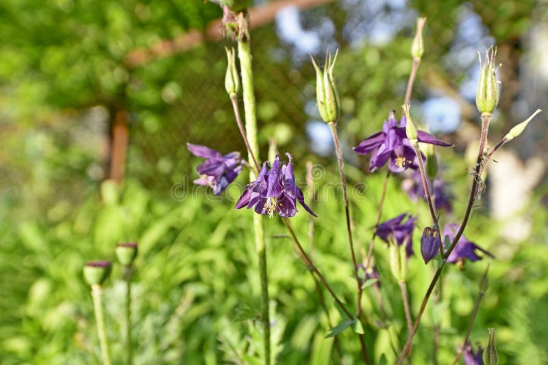 Beautiful Spring Flowers. a Flower is an Organ of a Plant Stock Photo ...