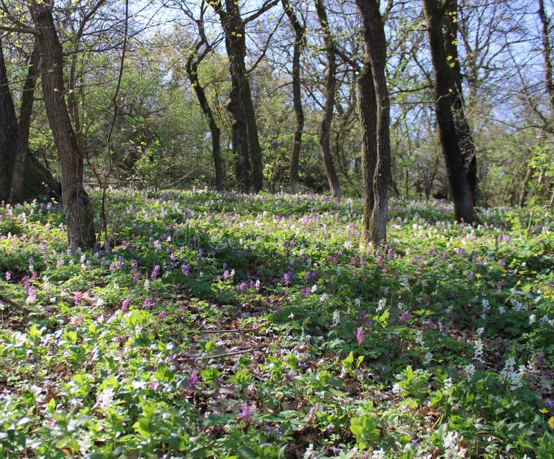 Beautiful forest at spring stock photo. Image of plants - 194307248