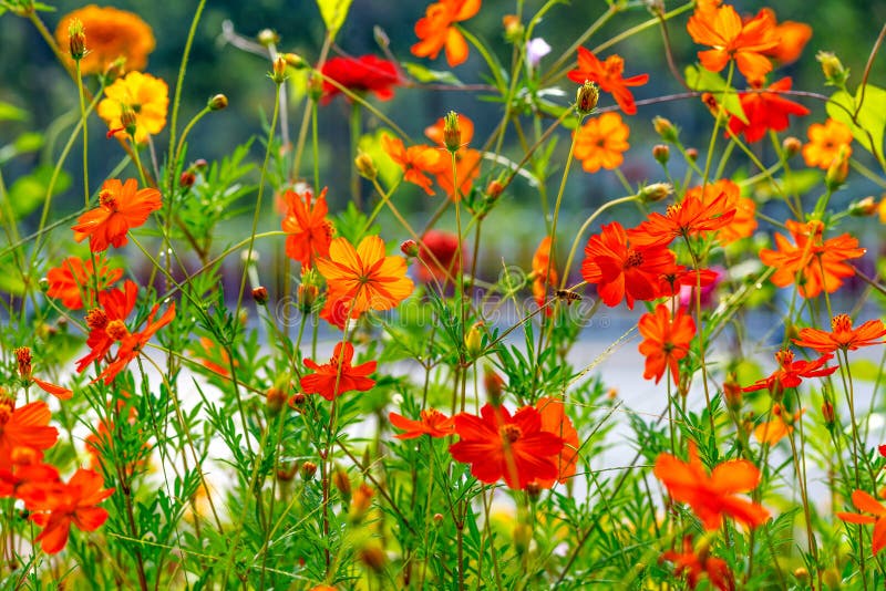 Beautiful spring flowers stock photo. Image of colourful - 46262380