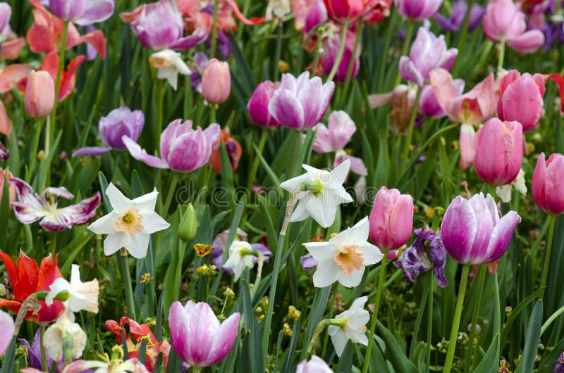 Beautiful Spring Flowers in the Garden Stock Image - Image of floral ...