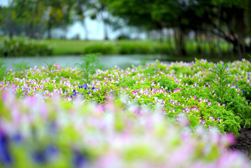 Beautiful Spring Flowers in Garden Nature Background Stock Photo ...