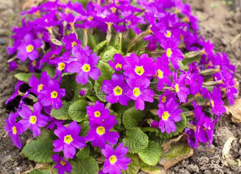 Beautiful Spring Flowers in the Garden. Primrose. Stock Photo - Image ...
