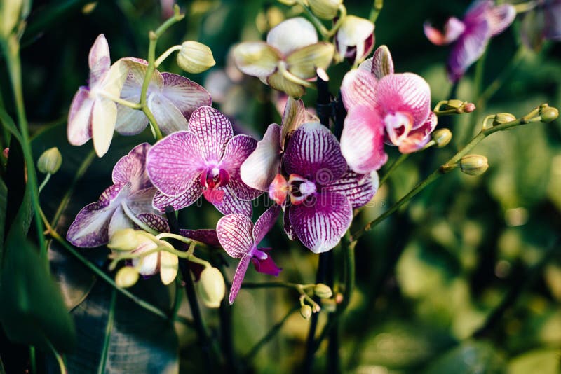 Beautiful Spring Flowers in the Greenhouse. Botanical Garden Stock ...