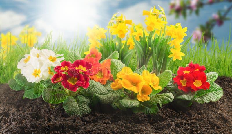 Beautiful Spring Flowers Growing in the Garden Stock Image - Image of ...