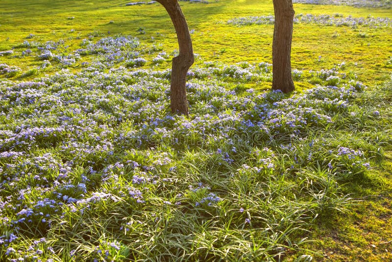 Spring nature with flowers stock image. Image of color - 144236123