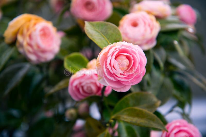 Beautiful Spring Flowers in Japan Stock Image - Image of flower, japan ...
