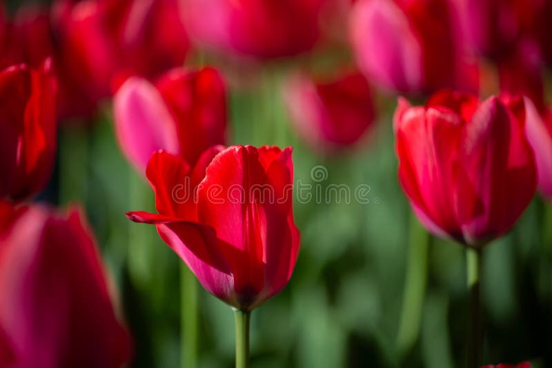 Beautiful spring flowers. stock image. Image of green - 187523751