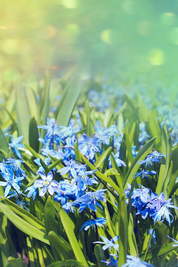 Beautiful spring flowers stock photo. Image of season - 30941534