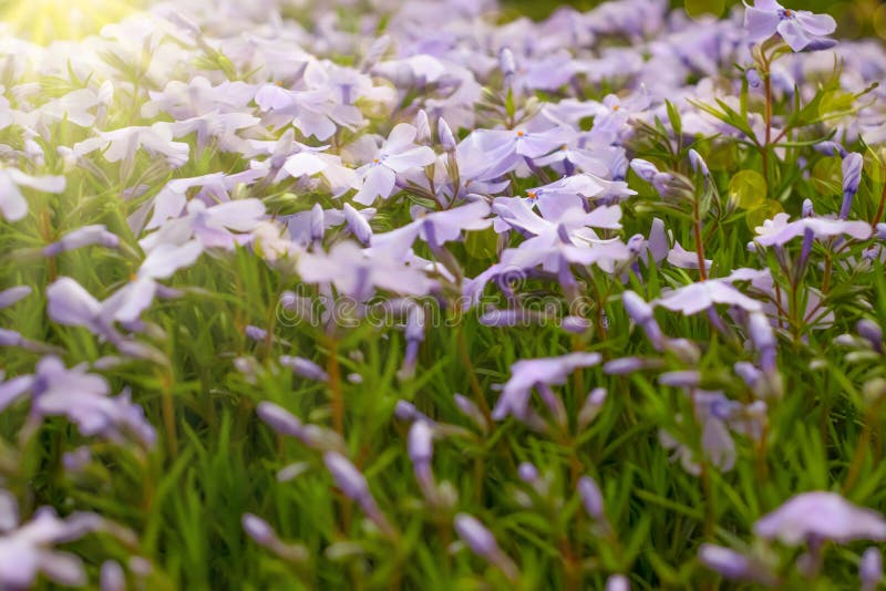 Beautiful Spring Flowers in the Meadow Blossom Stock Image - Image of ...