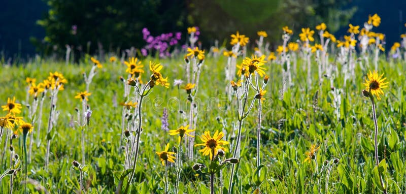 Beautiful Spring Flowers in a Mountain Forest Stock Photo - Image of ...