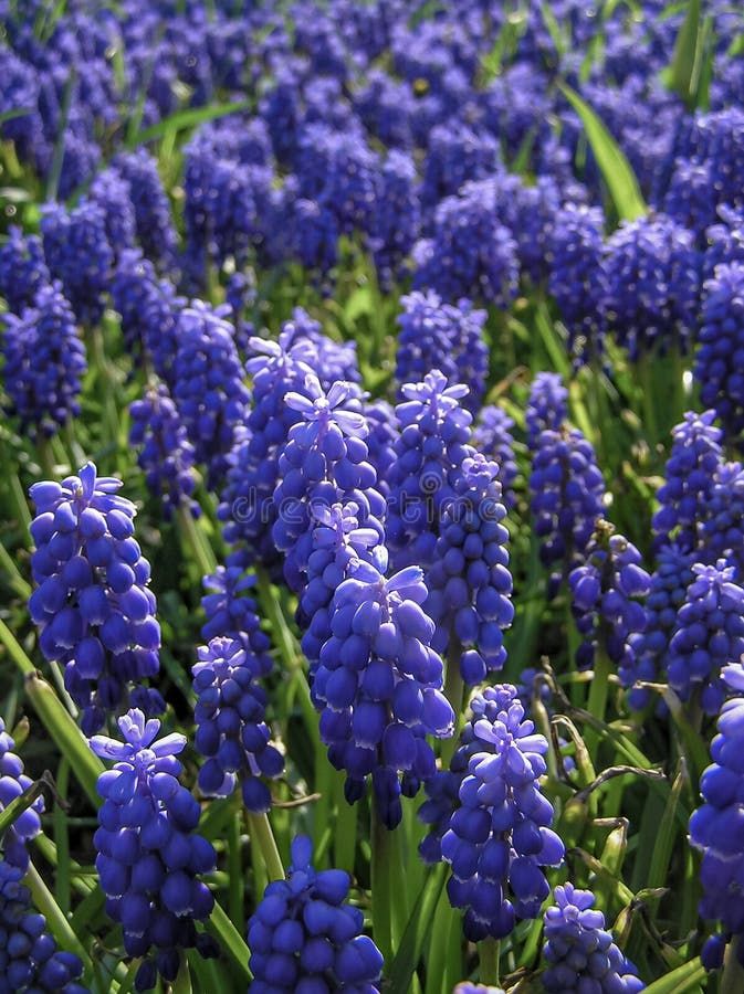 Columns of inflorescences stock image. Image of plants - 225406611