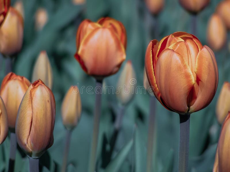 Fire buds stock photo. Image of buds, yellow, plants - 225406586