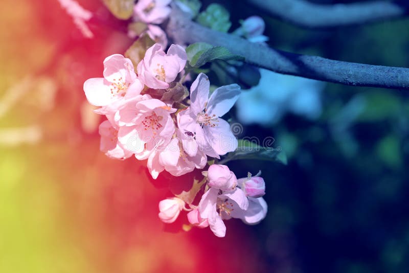 Beautiful spring flowers stock photo. Image of leaf, nature - 90741096
