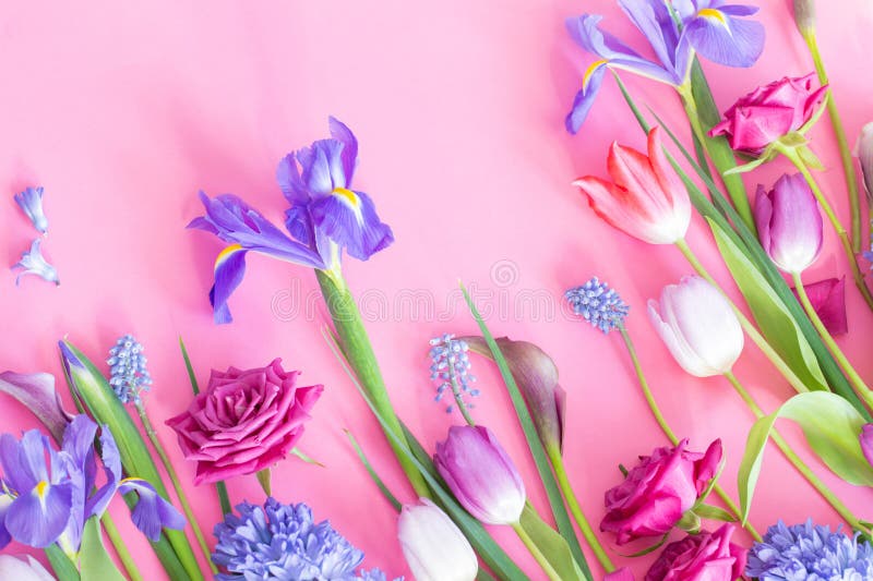 Beautiful Spring Flowers on Pink Paper Background Stock Photo - Image ...