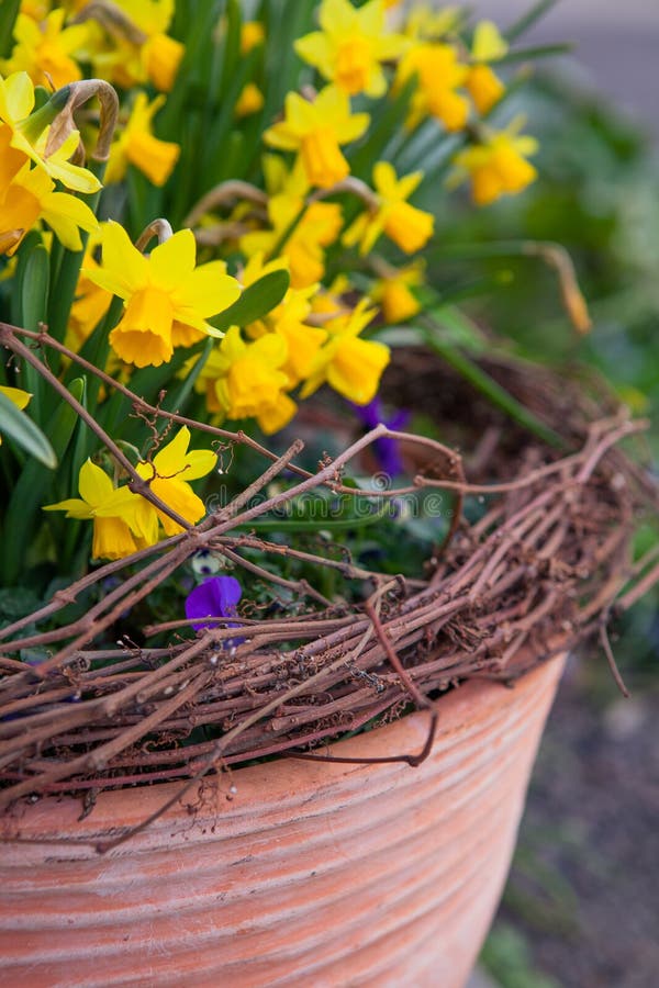 Beautiful Spring Flowers in a Pot Stock Image - Image of blossom, stem ...