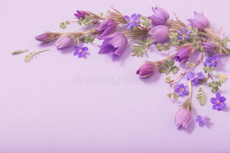 Spring Flowers on Purple Background Stock Photo - Image of fresh ...