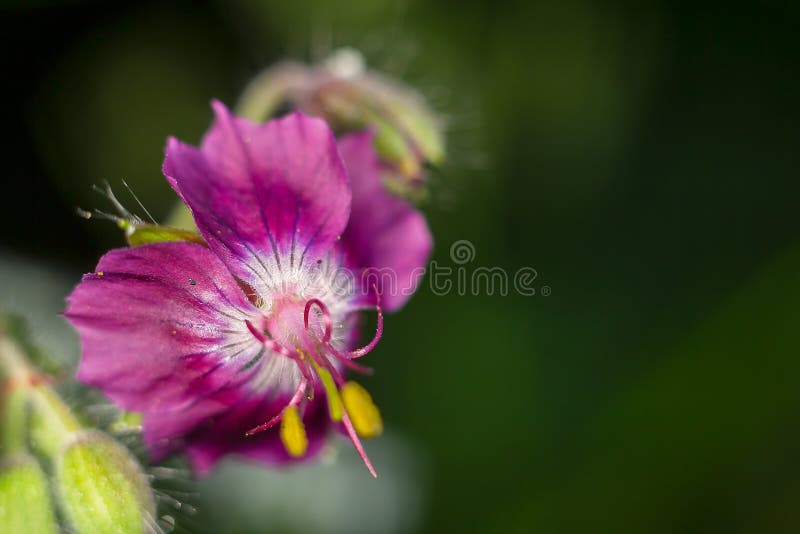 Beautiful Spring Flowers Purple Color Stock Image - Image of closeup ...