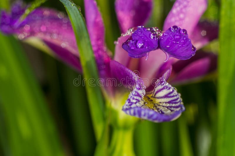Beautiful Spring Flowers Purple Color Stock Photo - Image of color ...