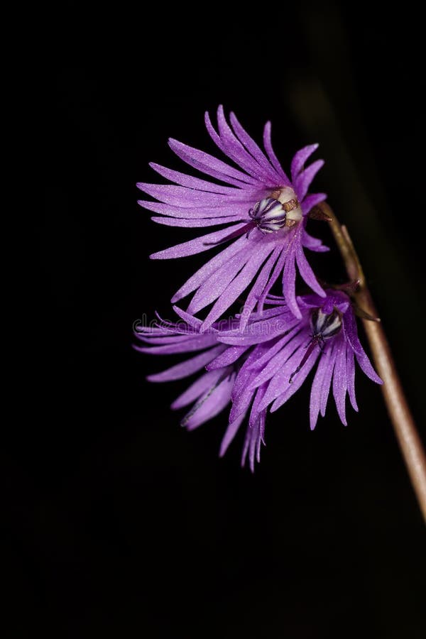 Beautiful Spring Flowers Purple Color Stock Photo - Image of flower ...