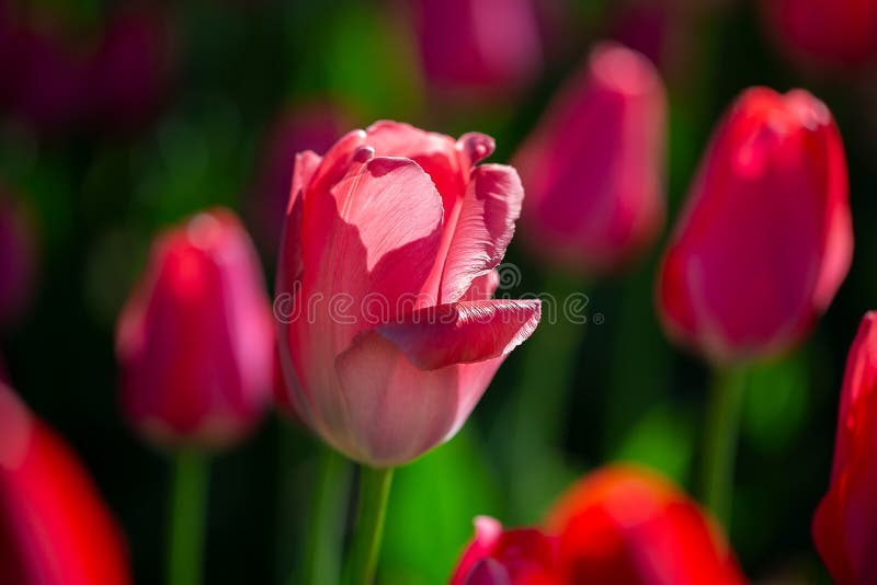 Beautiful spring flowers. stock photo. Image of field - 187524122