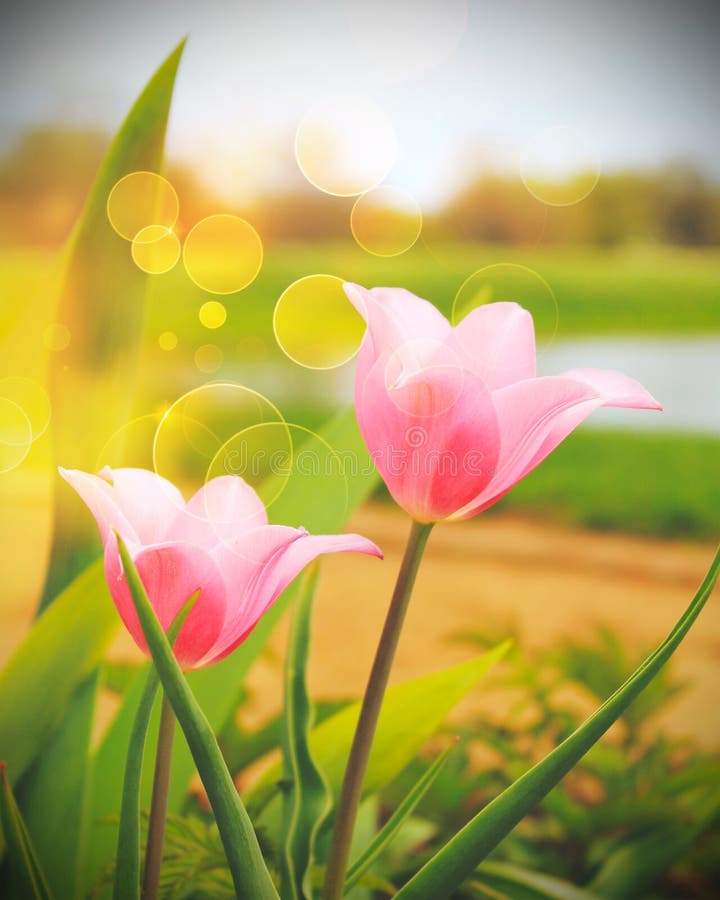 Beautiful spring flowers stock photo. Image of grass - 50290440