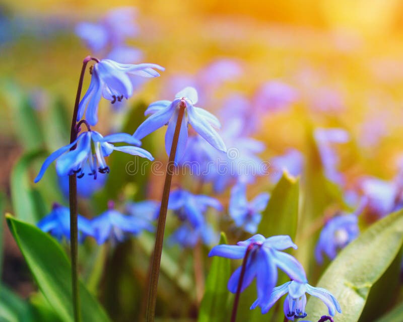 Beautiful spring flowers stock photo. Image of macro - 69298468