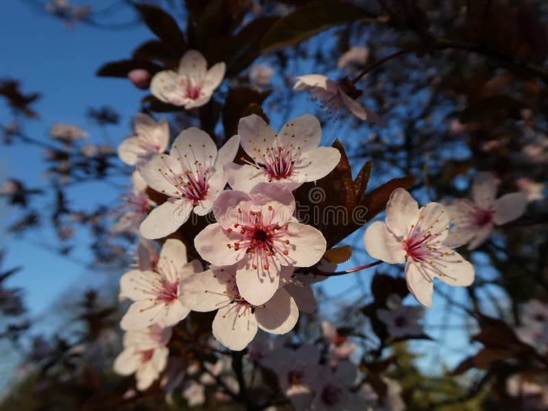 Beautiful Spring Flowers Trees in a Colorful Blurred Background Stock ...