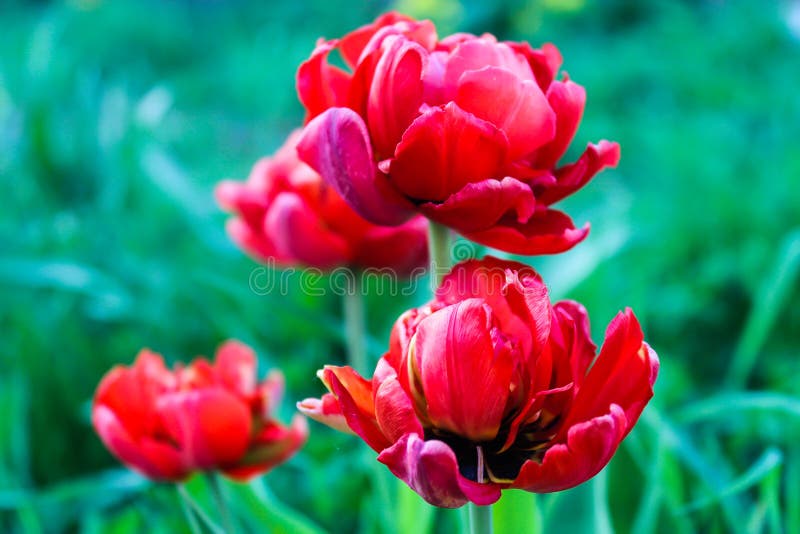 Beautiful Spring Flowers Tulips Stock Photo - Image of spring, blossom ...