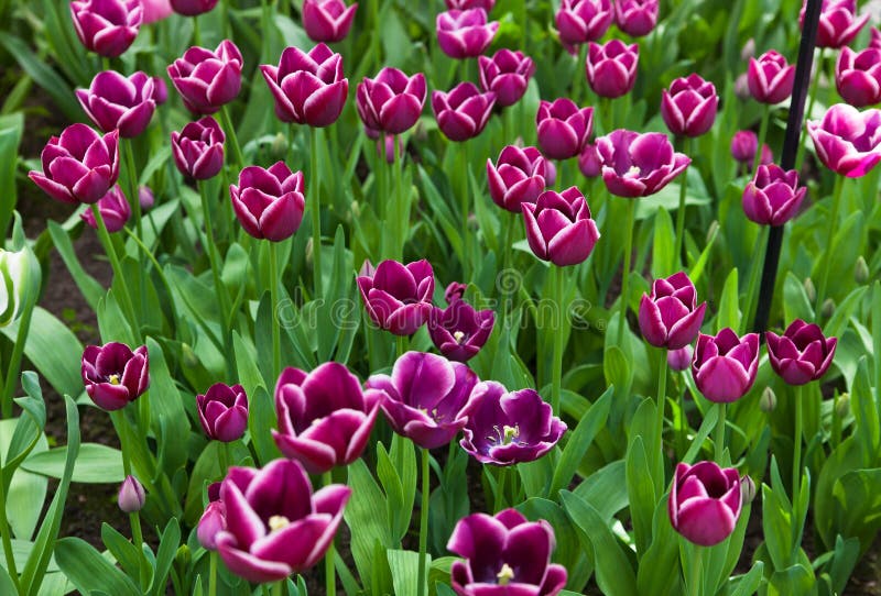 Beautiful Spring Flowers. Tulips Stock Image - Image of petal, bunte ...