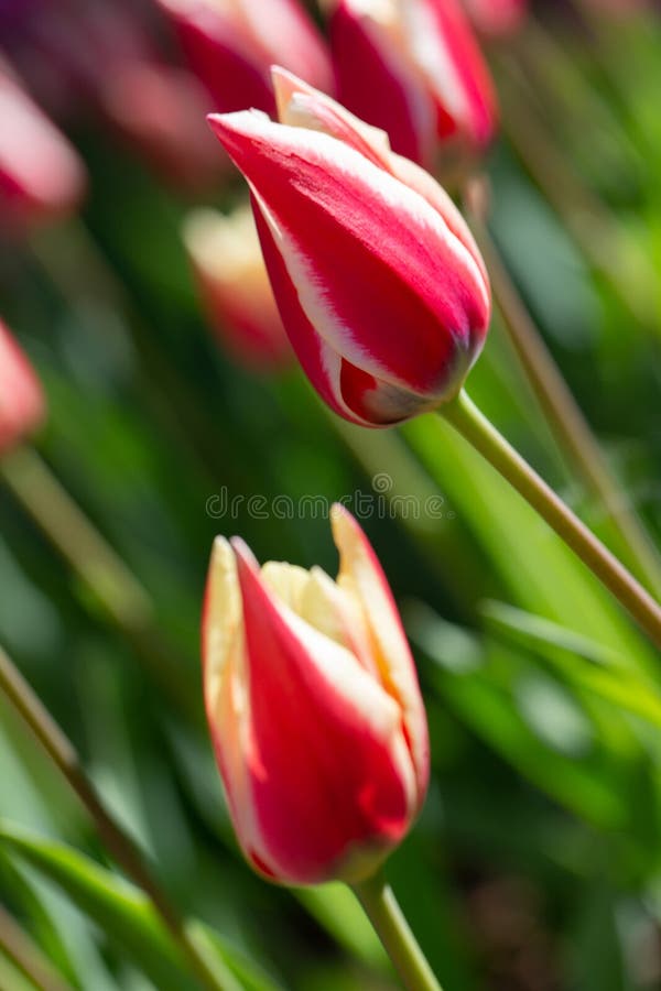 Beautiful spring flowers. stock image. Image of petal - 187524127