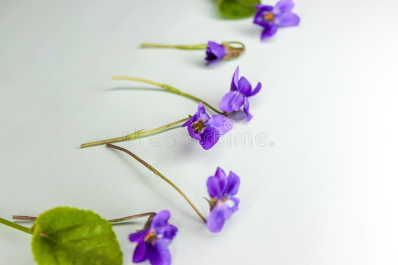 Beautiful Spring Flowers Viola Odorata with Green Leaves on the Light ...