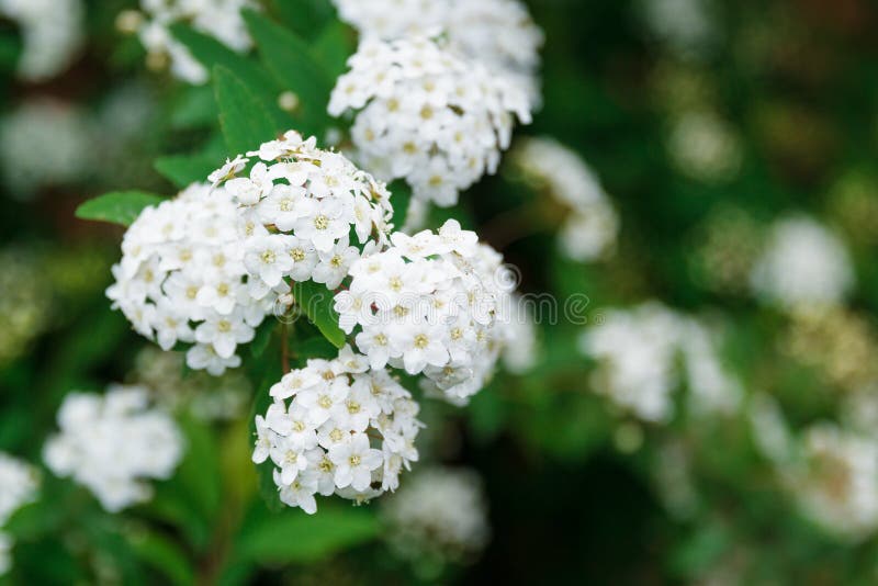 Beautiful Spring Flowers in White Stock Photo - Image of abkhazia ...