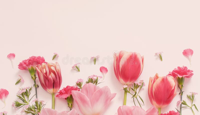 Beautiful Spring Flowers on White Background Stock Image - Image of ...