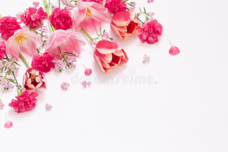 Beautiful Spring Flowers on White Background Stock Photo - Image of ...
