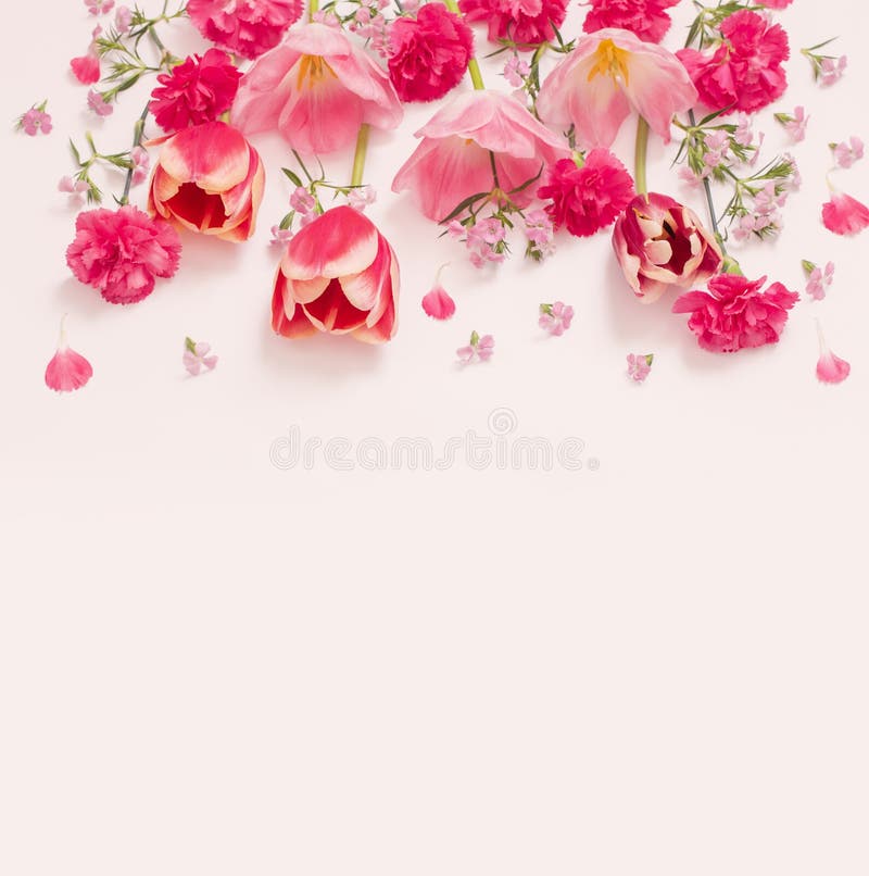 Beautiful Spring Flowers on White Background Stock Image - Image of ...