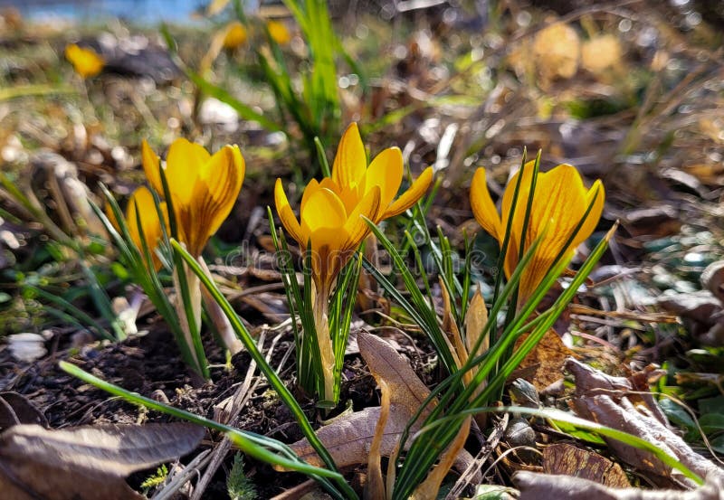 Beautiful Spring Flowers, Yellow Crocuses Stock Photo - Image of beauty ...