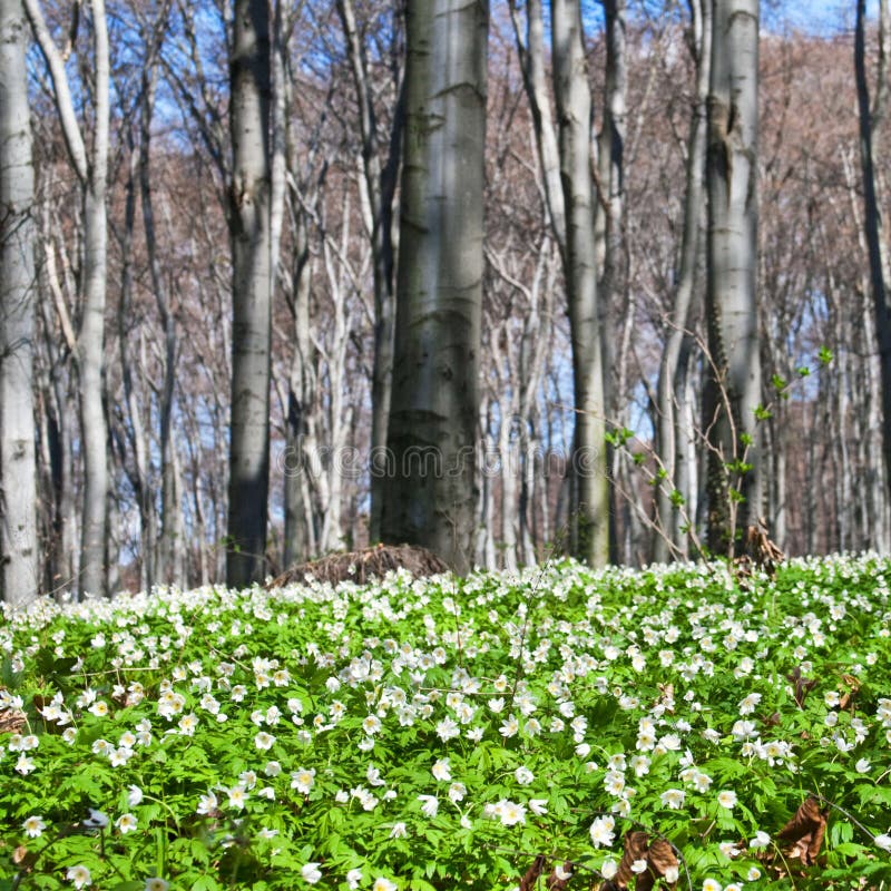 Beautiful spring forest stock photo. Image of forest - 13959792