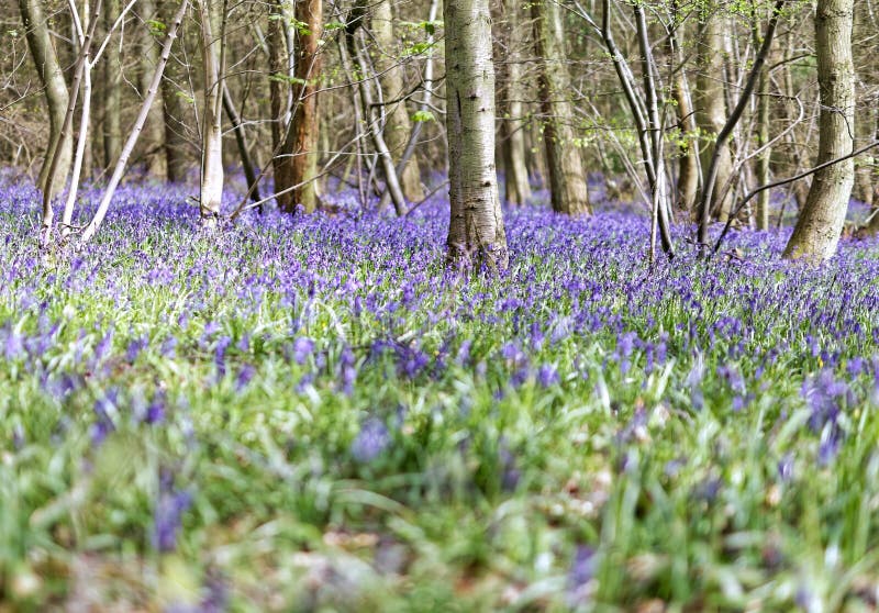Beautiful spring forest stock image. Image of bloom, scenic - 70434055